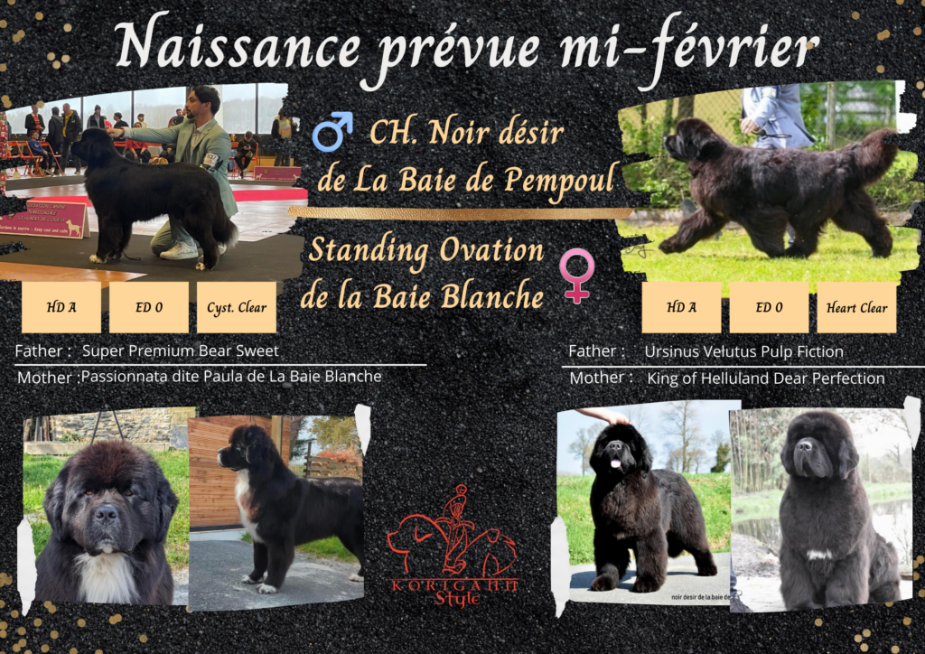 16.02.24 - Portée Simone et Noir Désir - Korigann Style